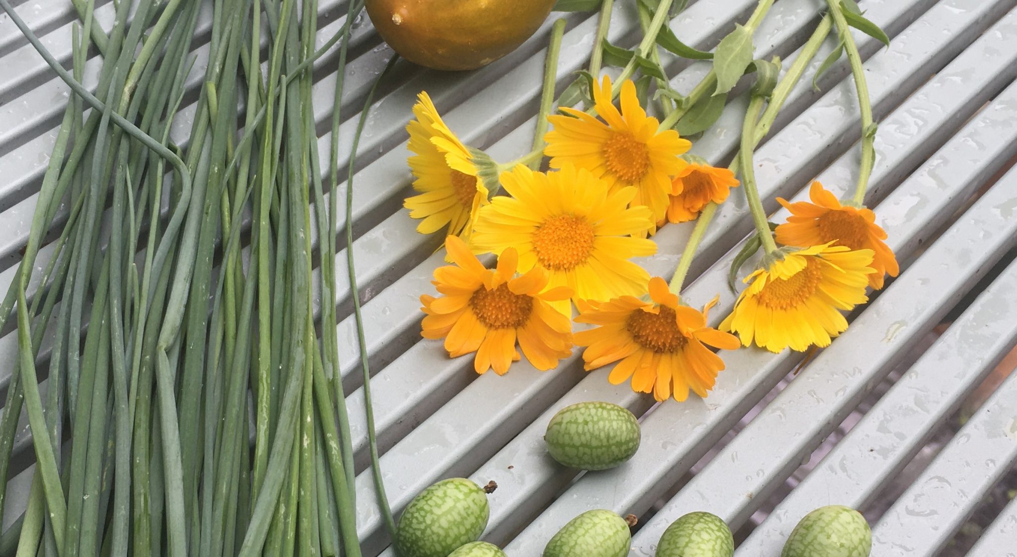 9 Self-Seeding “Annual” Flowers To Grow That You Will NEVER Have to ...