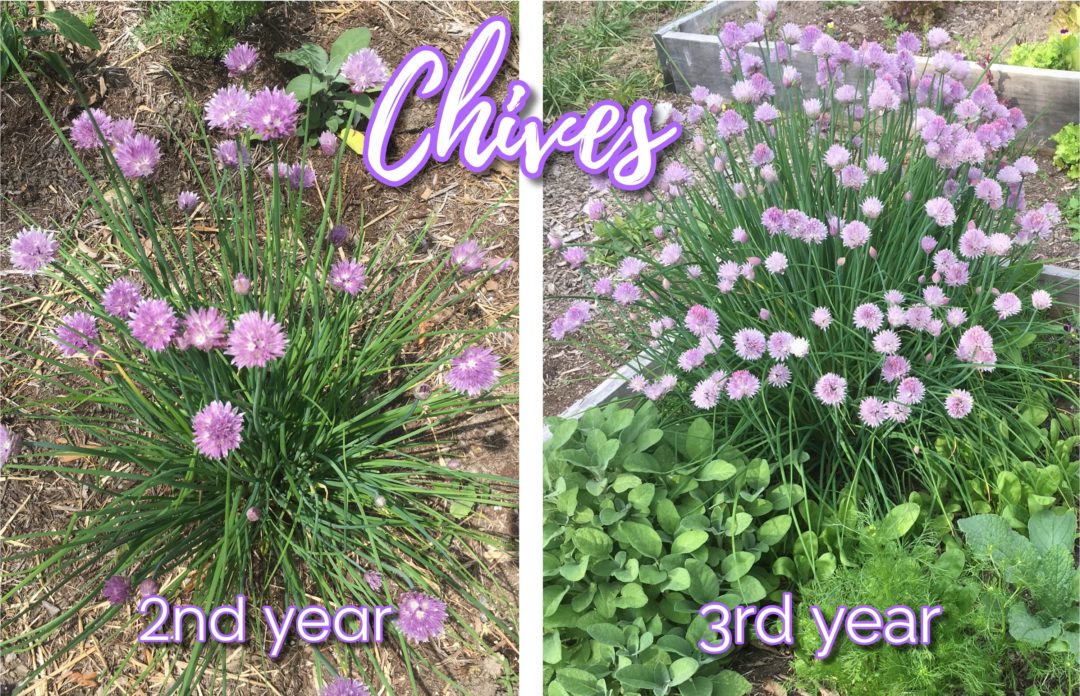 3 Things to do with Chives and Chive Blossoms–Chive and Onion Dip ...