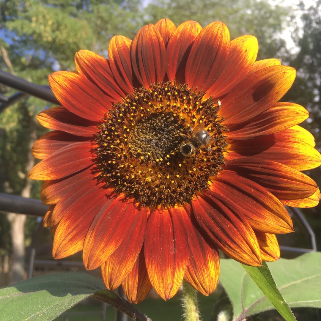 9 Self-Seeding “Annual” Flowers To Grow That You Will NEVER Have to ...