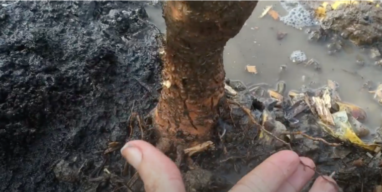 How to Plant Fruit Trees in Clay Soil – wanderingstarfarmhouse.com