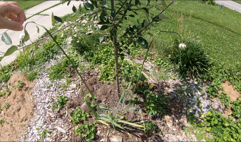 20 Easy Plants for a Fruit Tree Guild – wanderingstarfarmhouse.com