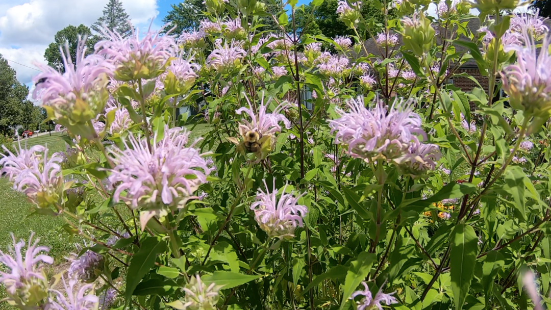 20 Easy Plants for a Fruit Tree Guild – wanderingstarfarmhouse.com