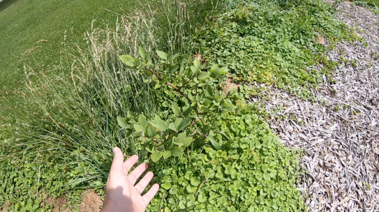 20 Easy Plants for a Fruit Tree Guild – wanderingstarfarmhouse.com