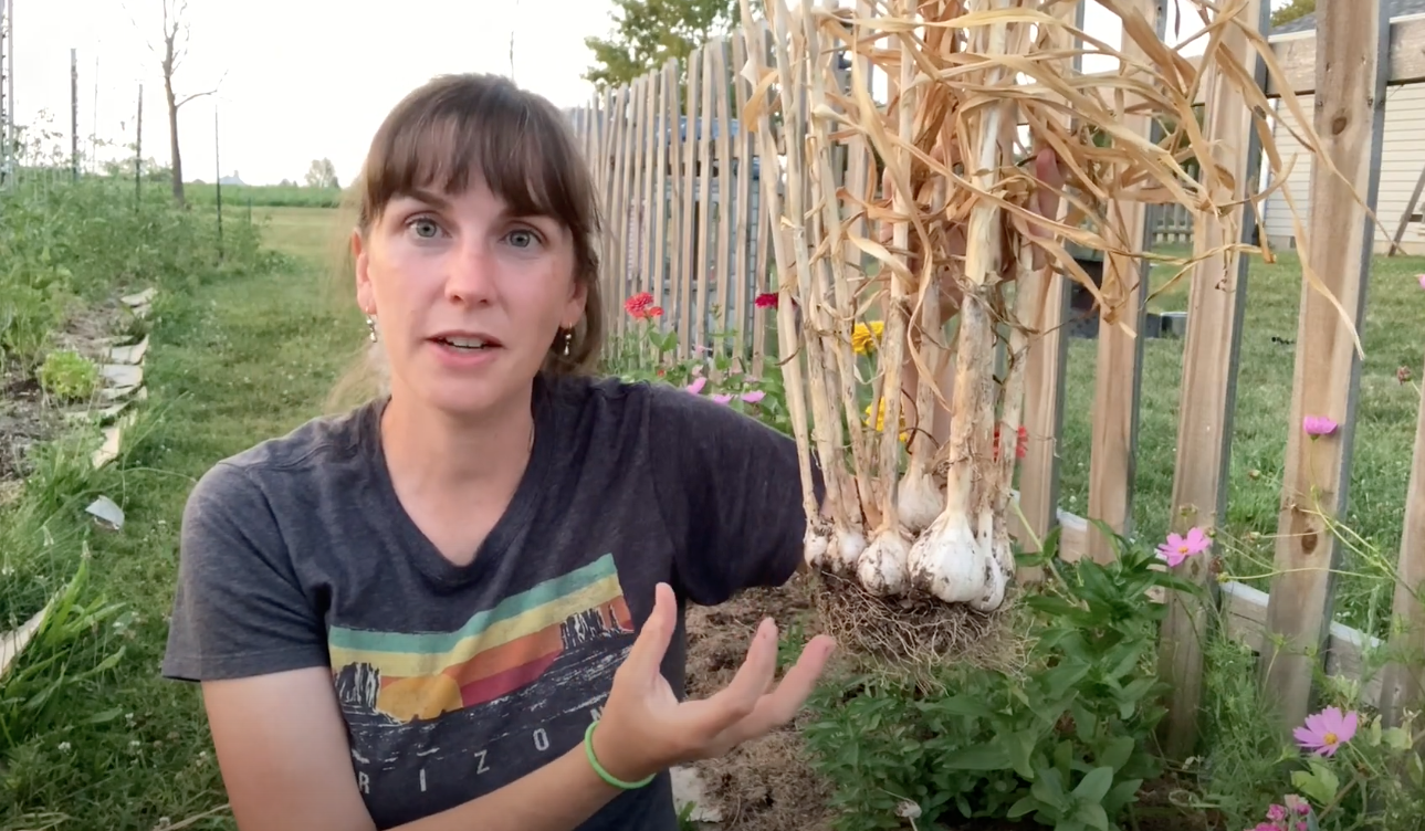 How to Grow Perennial Garlic – wanderingstarfarmhouse.com